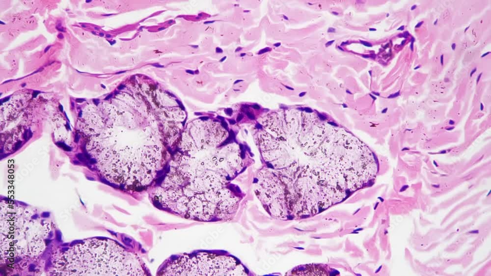 Transversal section of oesophagus magnified in 400 times under ...