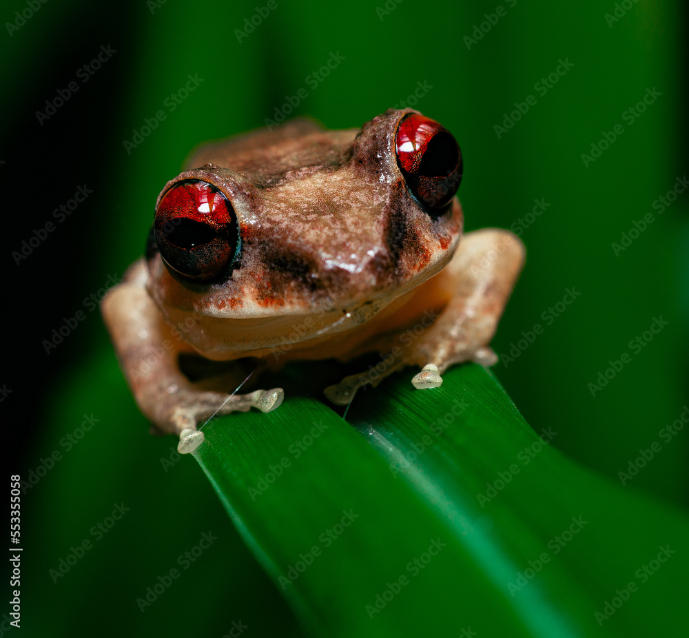 red eyed tree frog Stock Photo | Adobe Stock