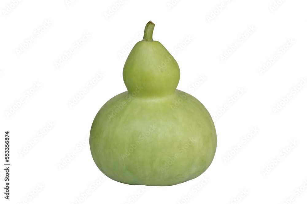 Poster Bottle gourd, Calabash gourd, Flowered gourd, White flowered ...