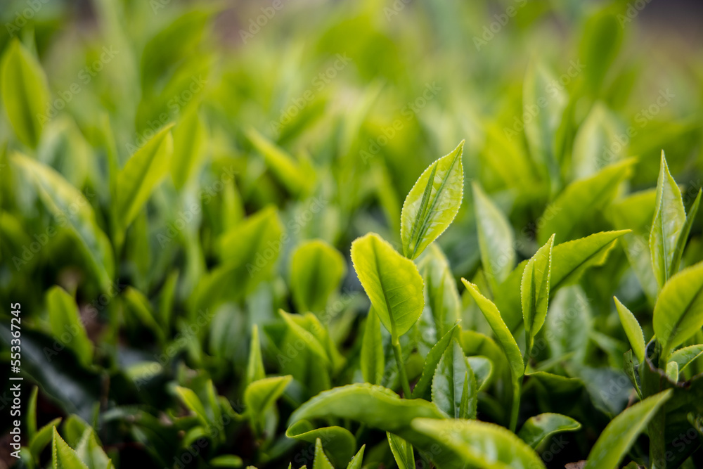 Tea field in morning Tea plantation. Tea field with sunlight in morning ...