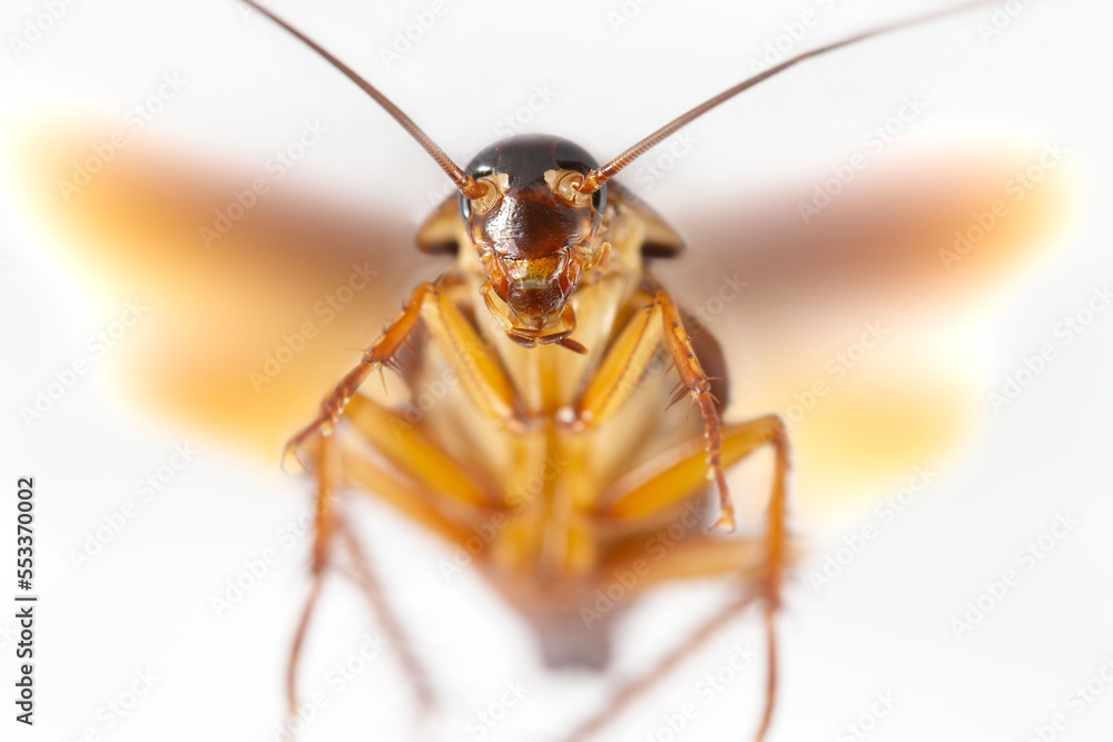 Cockroach isolated on white background. Cockroaches are flying insects ...