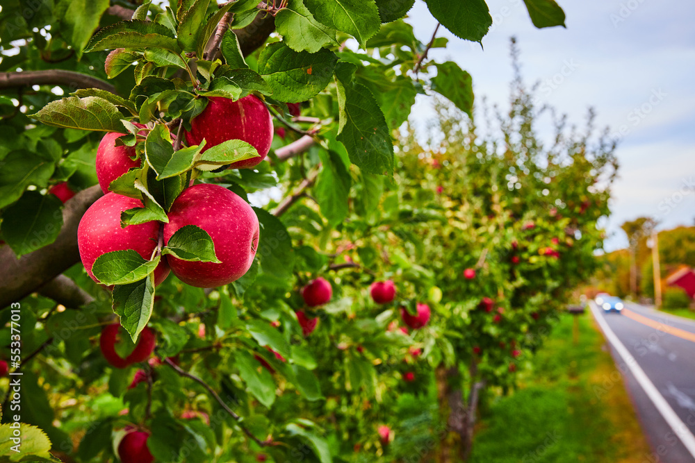 Row of apple orchard trees in farm along row with fresh red apples in ...
