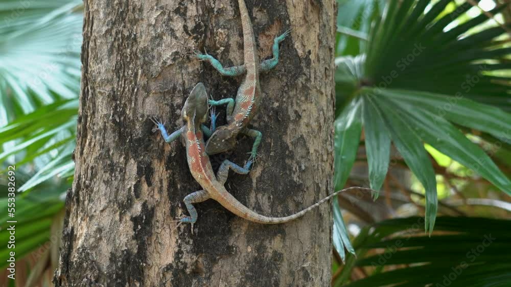 Two Myanma Blue Crested Lizards fighting on the trunk of a tree in ...