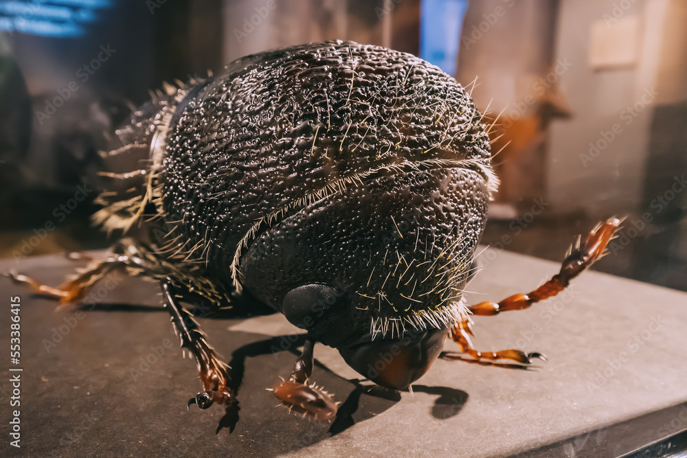 26 July 2022, Munster, Germany: enlarged copy and model of a large ...
