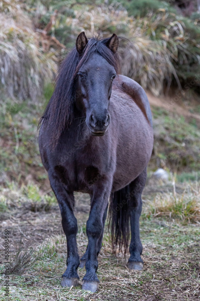 Pottoka horse from the front. Equus horse. Cantabrian Mountains, Riaño ...