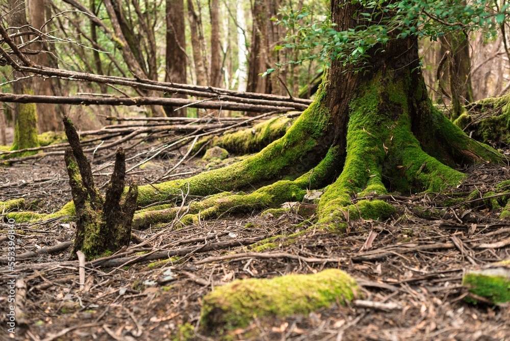 Tree root with moss in the Rainforest in Tasmania, Australia foto de ...