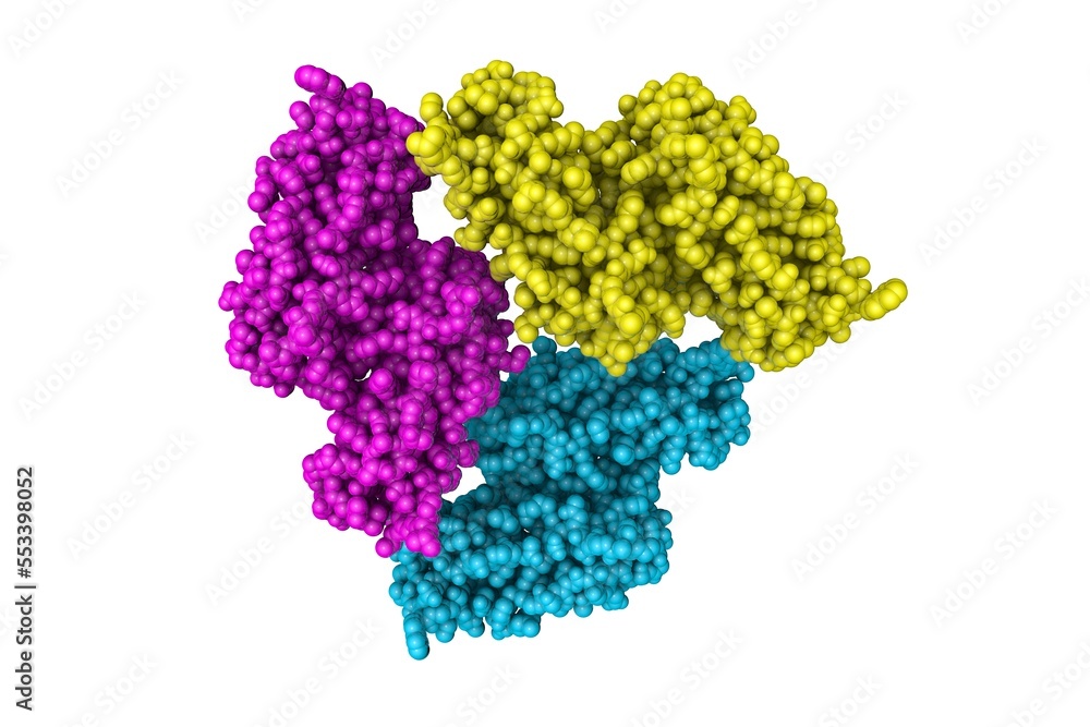 High-calcium form of annexin V. Space-filling molecular model on white ...