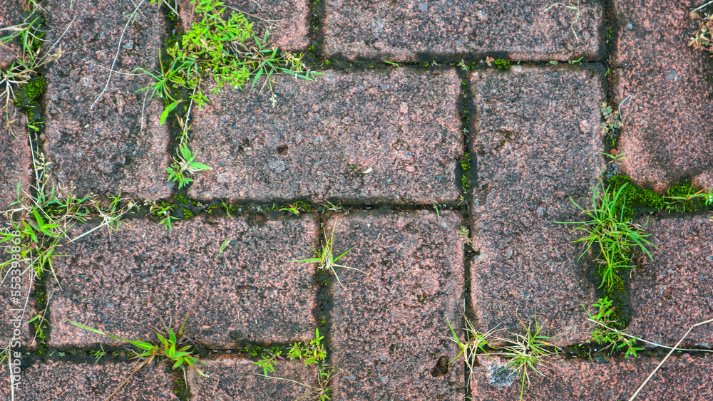paving block texture with weeds in the cracks in the background Stock ...