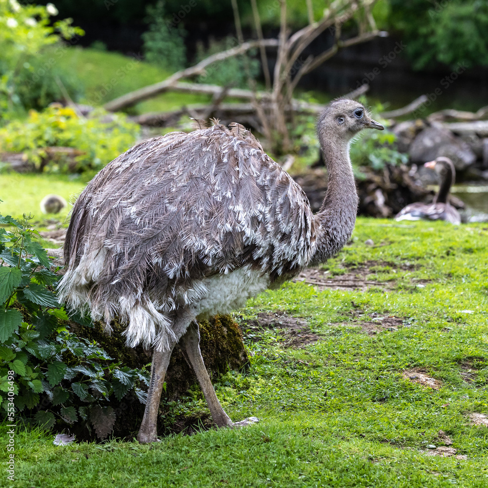 Darwin's rhea, Rhea pennata also known as the lesser rhea. Stock Photo ...