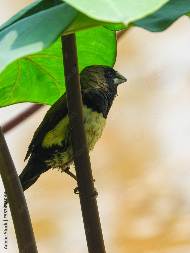 Bondol Jawa is a kind of small bird that eats rice and seeds. Its ...