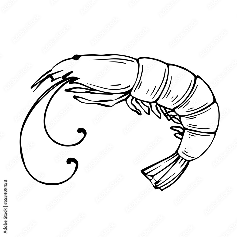 Linear sketch of shrimp.Vector graphics. Stock Vector | Adobe Stock