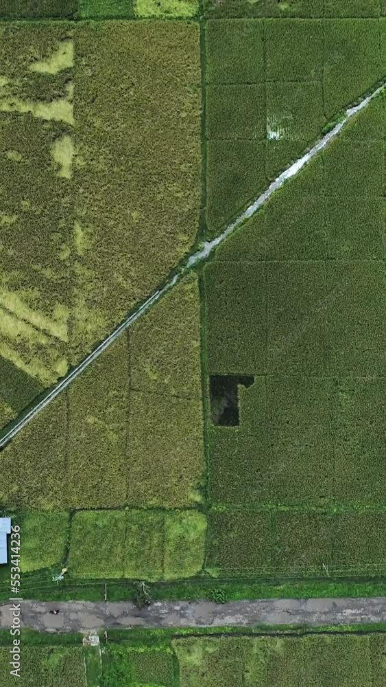 Vertical aerial video of massive area of rice fields with river running ...