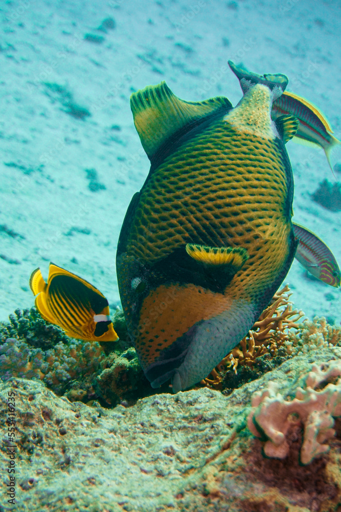 Foto de Beautiful Trigger Fish Triggerfish Swimming In The Red Sea In ...