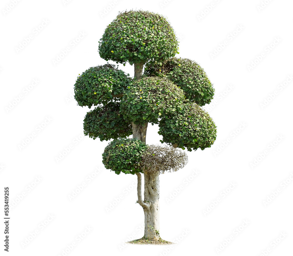 Tako trees bending.Isolated tree on white background ,bending trees ...