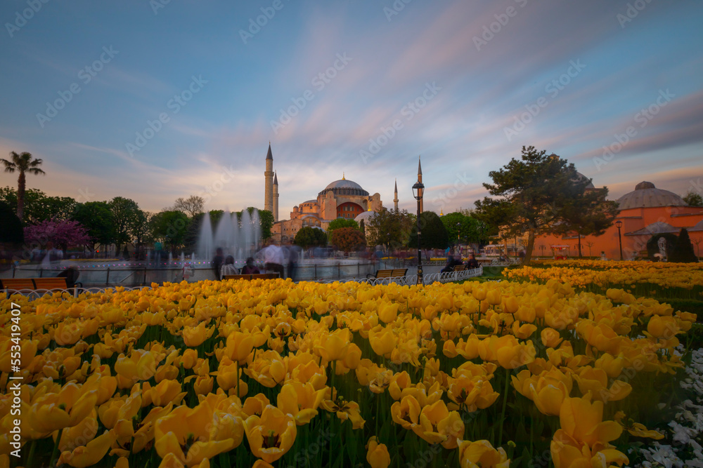Tulips in Istanbul during Tulip festival, in Sultanahmet region with ...
