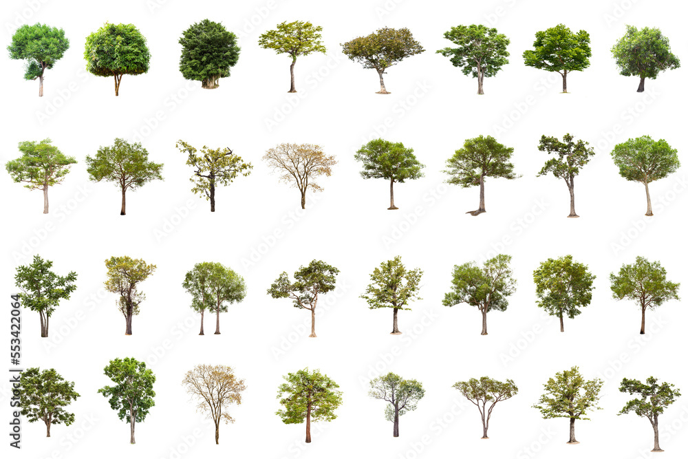 Isolated big tree on white background ,The collection of trees.Large ...