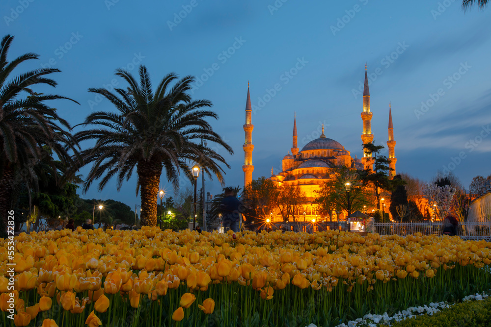 Tulips in Istanbul during Tulip festival, in Sultanahmet region with ...