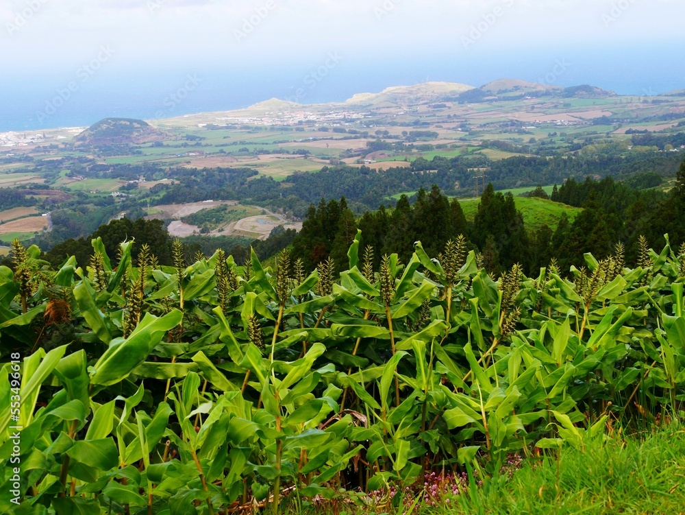 Foto de Ribeira Grande et plante hedychium gardnerianum vue de Bela ...