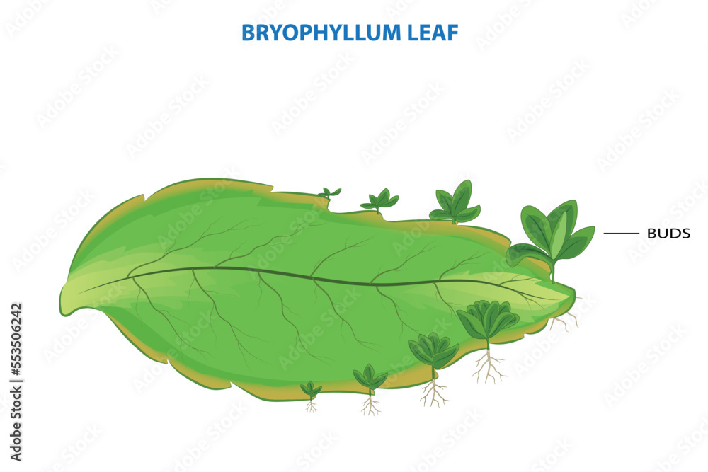 Bryophyillum leaf with buds, Plants grow from the leaf, Asexual ...