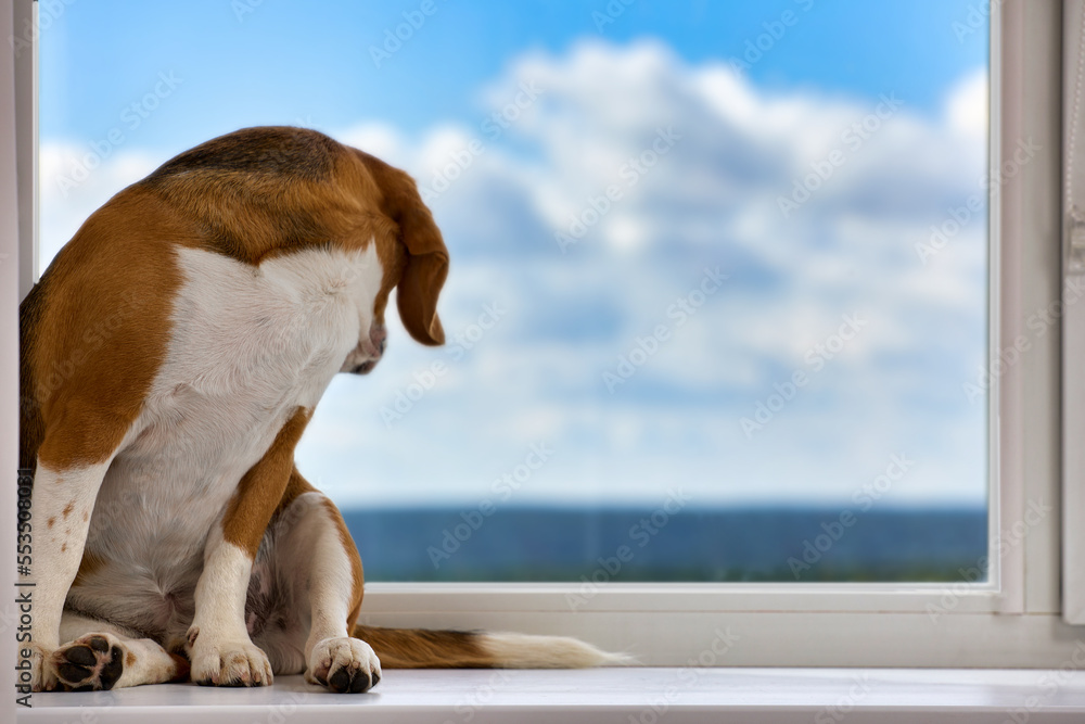 Red spotted dog sits on windowsill with its muzzle turned and looks out ...
