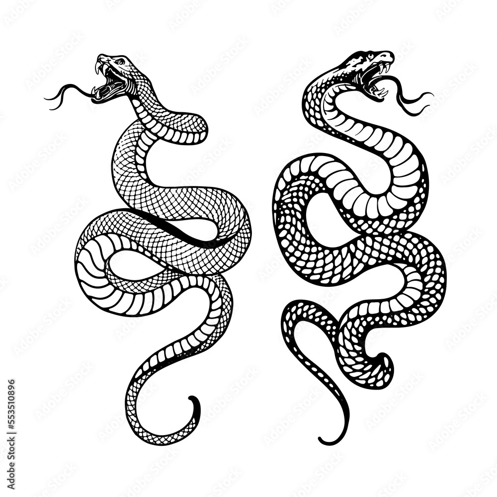 black and white illustration of a snake, illustrated with fine ...