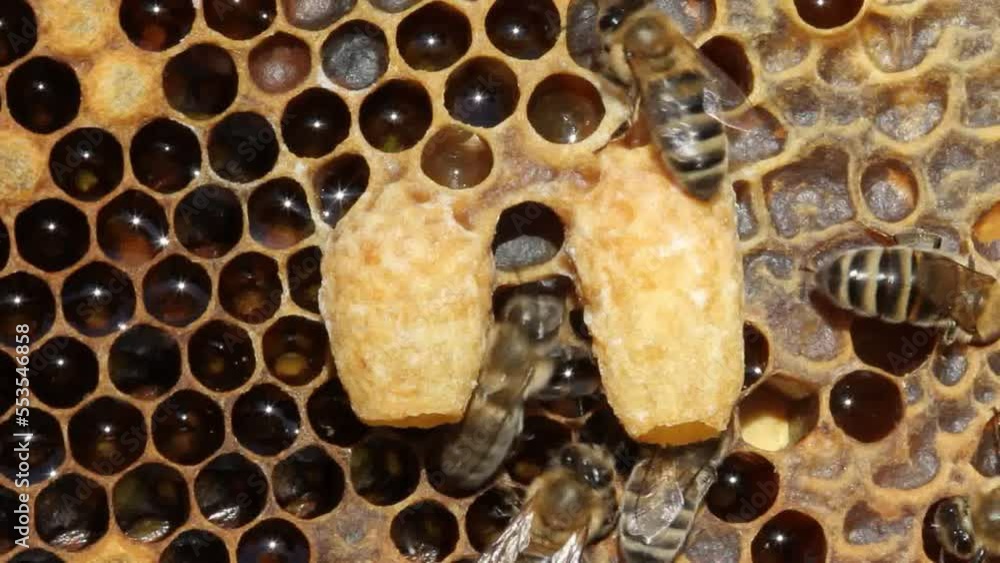 The larva of the future queen bee develops in a wax cocoon. Bees care ...