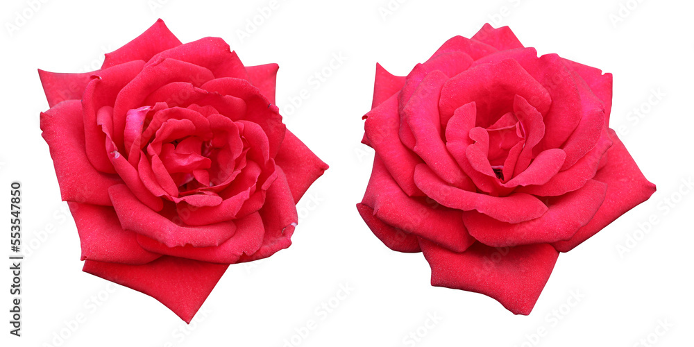 Red rose flowers isolated on transparent background Stock Photo | Adobe ...