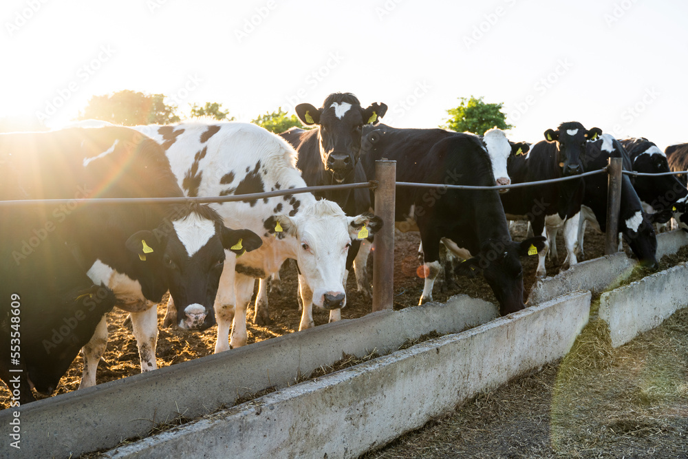 Group of milk cows standing in livestock stall and eating hay at ...