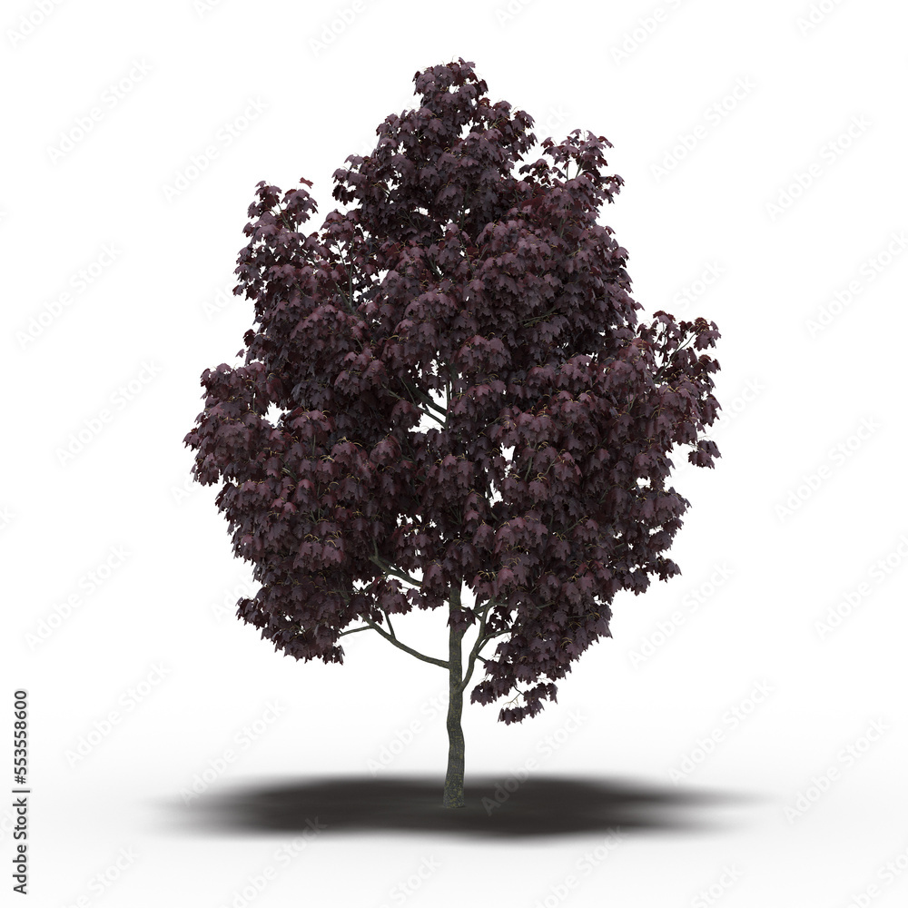 large tree with a shadow under it, isolated on white background, 3D ...