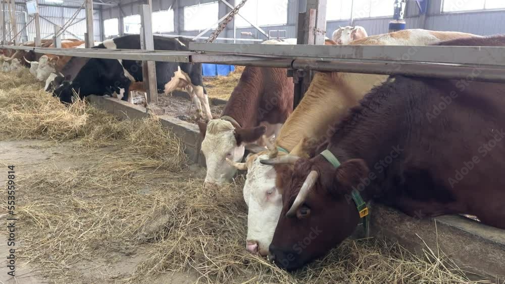 Cows eat hay in the barn. Lots of cows in the barn. Large modern farm ...