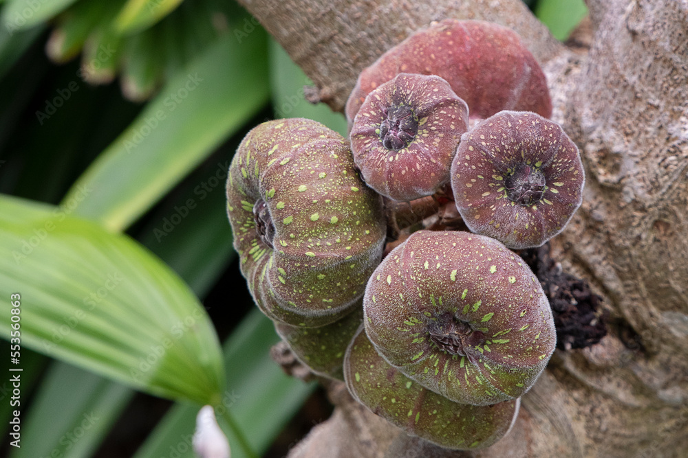 Elephant ear fig tree also known as ficus auriculata or roxbourgh fig ...