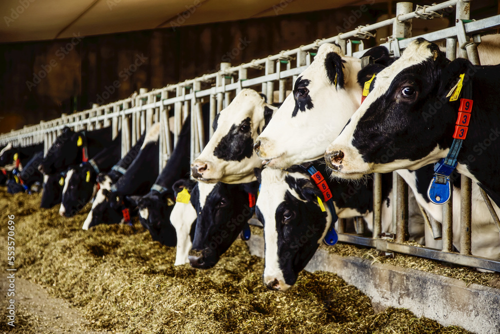 Holstein dairy cows with identification tags on their ears standing in ...