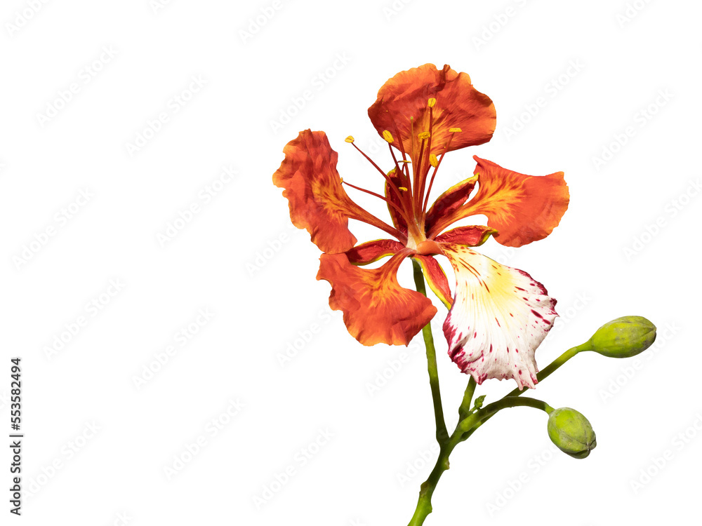 Poinciana regia or Delonix regia flowers isolated and cut out ...