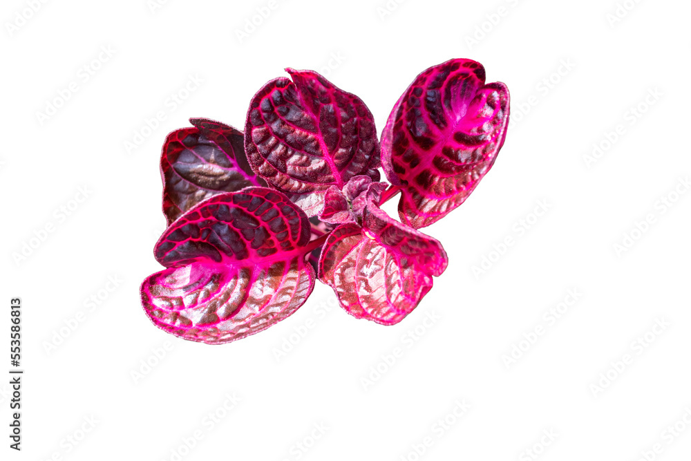 Bloodleaf, Iresine herbstii, top view isolated on transparent ...