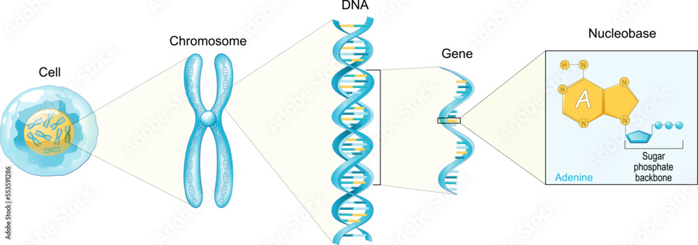 Vetor de Structure of Cell. From Nucleobase like adenine to Gene, DNA ...