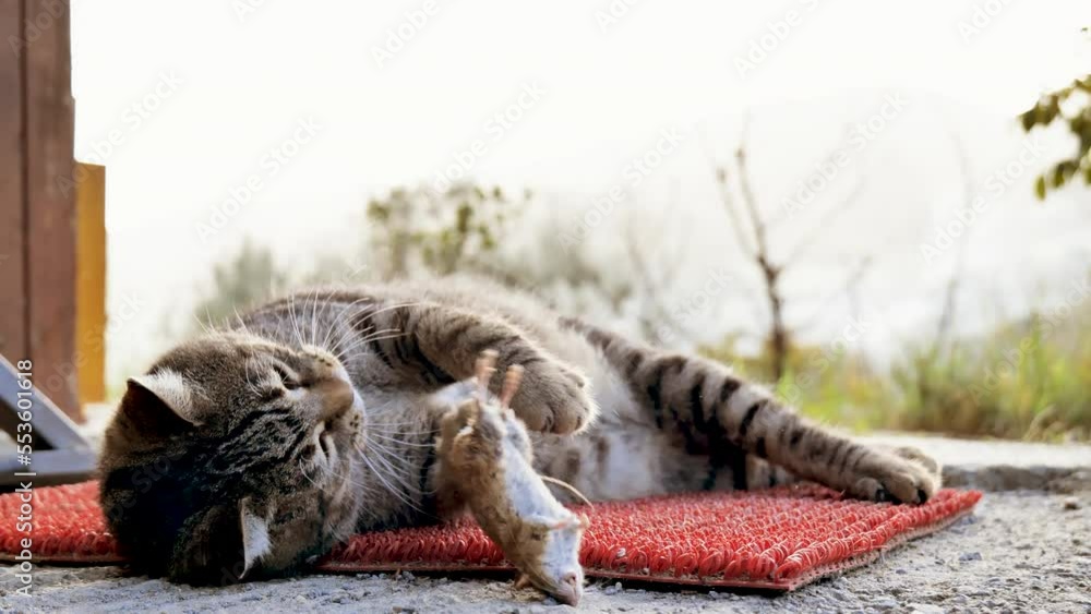 Cute tabby cat playing with the captured mouse. Gray striped cat ...
