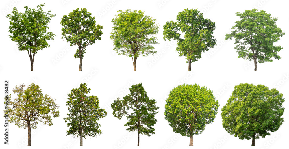 Collection of green trees isolated on transparent background. for easy ...