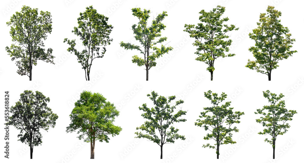 Collection of green trees isolated on transparent background. for easy ...