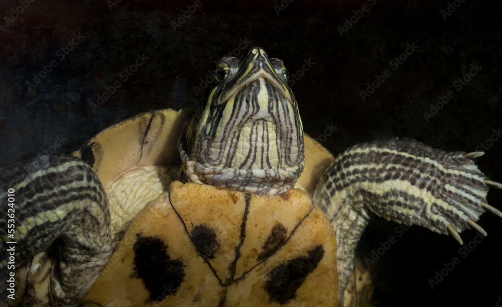 Red-eared terrapin (Trachemys scripta elegans) is a subspecies of the ...