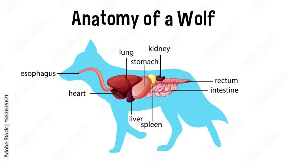 Animated internal anatomy of a wolf Stock ビデオ | Adobe Stock