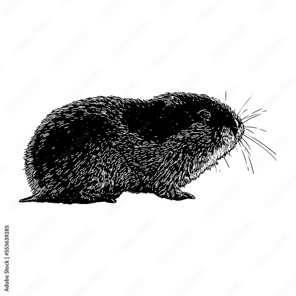 Lemming hand drawing vector illustration isolated on background. Stock ...