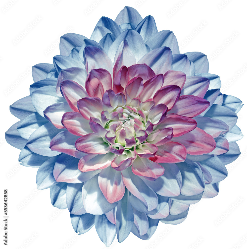 Blue dahlia flower on white isolated background with clipping path ...