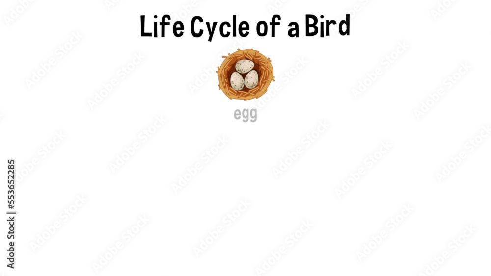 Life cycle of a finch bird showing all stages from egg to adult Stock ...