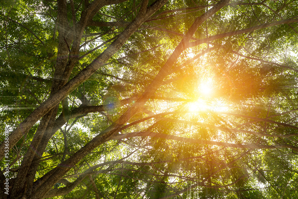 Forest tall trees pine grass sun rays, beautiful rays of sunlight ...