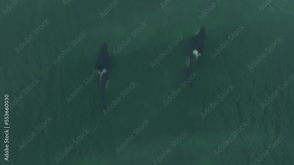 Two killer whales float on the water. Predatory underwater animals ...