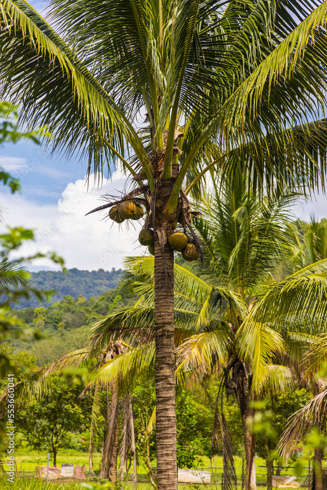 Coconut Tree at the island of Langkawi. Coconut palm on blue sky. Palm ...