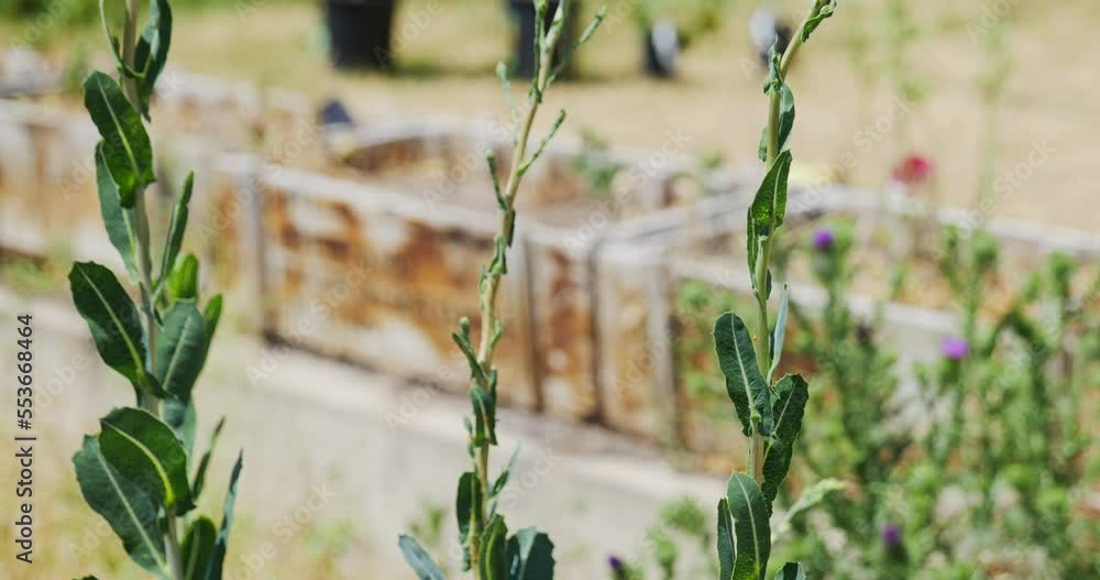 Weeds in decaying hoarder backyard garden with rustic flower boxes and ...