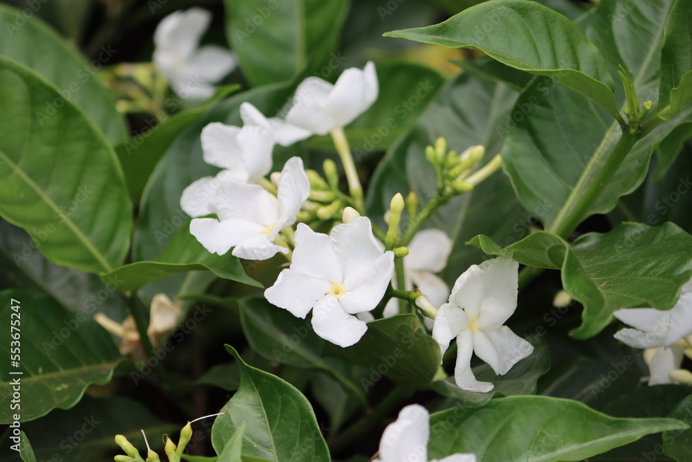 Tabernaemontana divaricata, commonly called pinwheel flower, crape ...