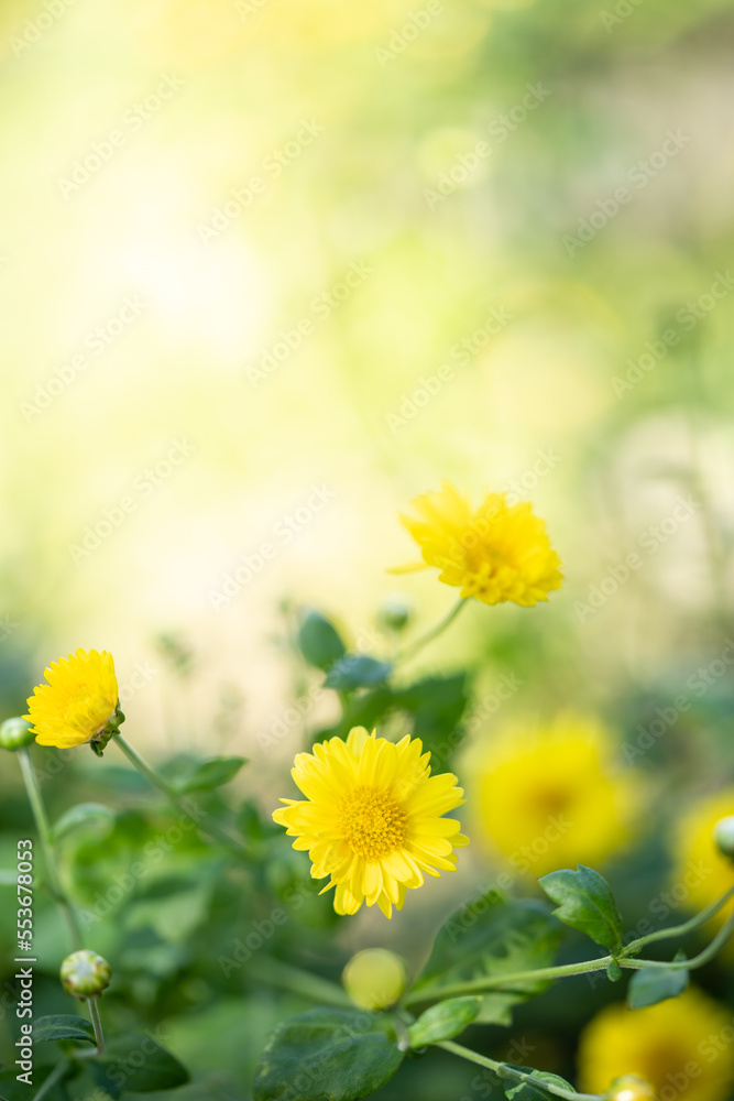 Nature of flower in garden using as background natural flora cover page ...