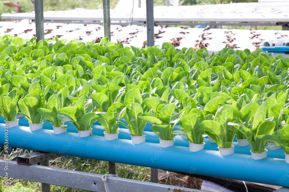 Greenhouse greenhouse greenhouse soilless cultivation of vegetables ...